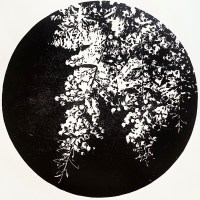 Curriculum Vitae – Caitlin Graham